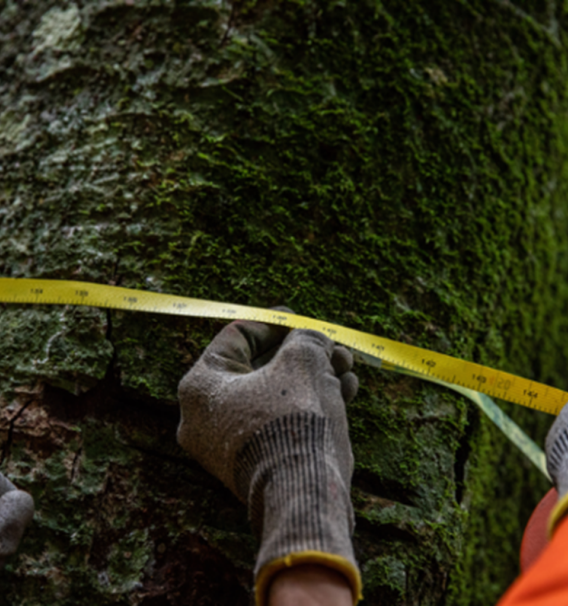 Request for proposals to revise FSC Risk Assessments | fsc.org